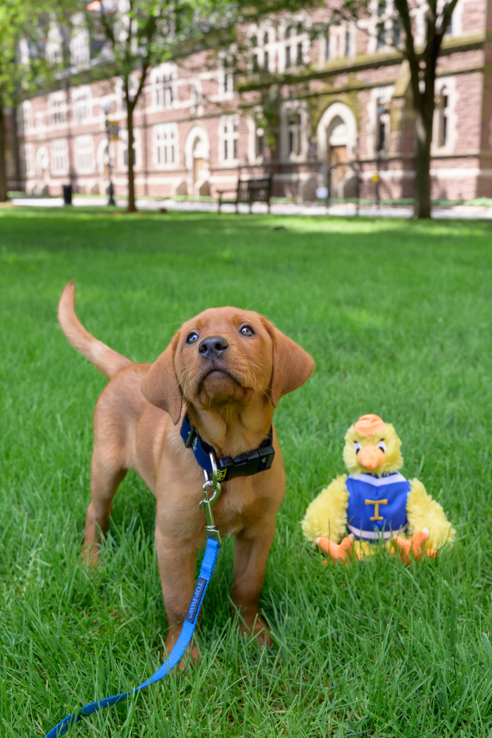 Community Support Dog - Campus Safety