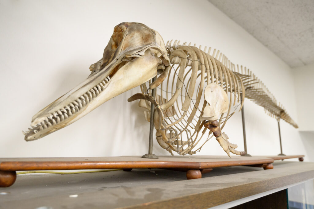 Skeleton Crew: Professor Helps Preserve Collection for Future Scholars ...
